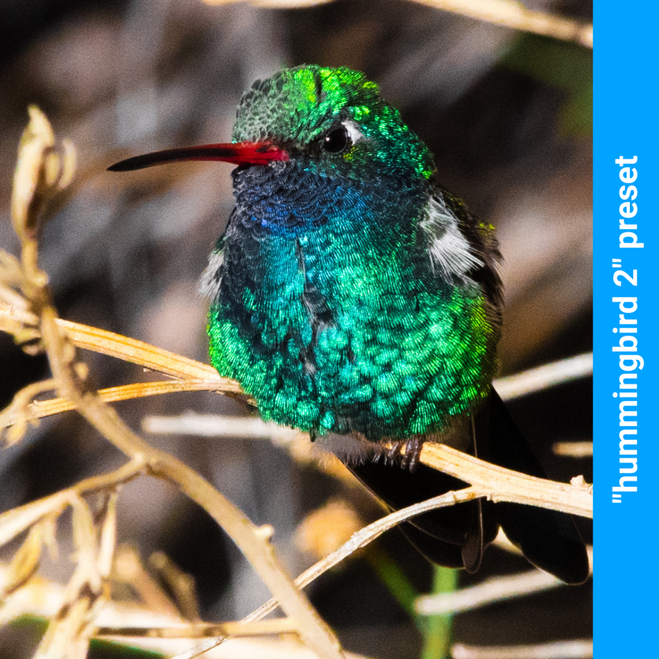 birdpack™ – birdspot