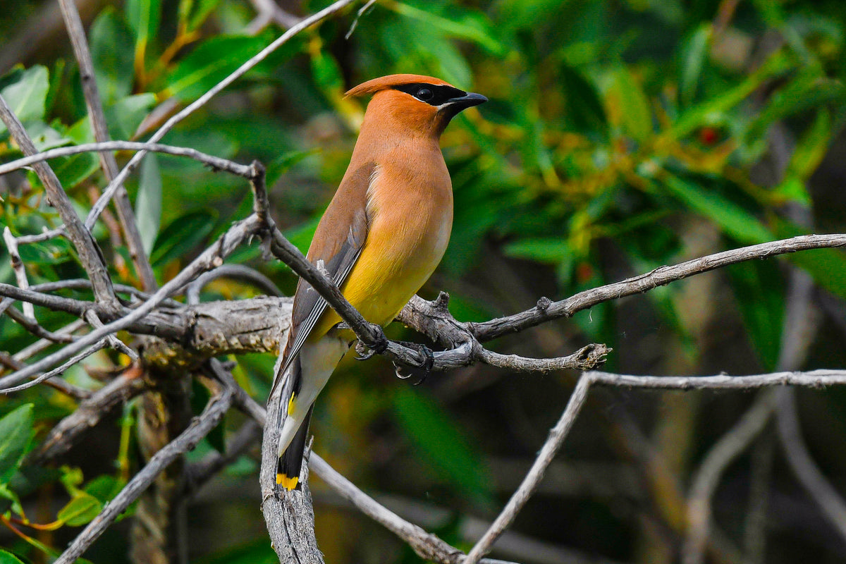 birdpack™ – birdspot